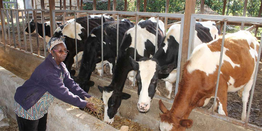Nakuru Dairy Farmers Record High Milk Production