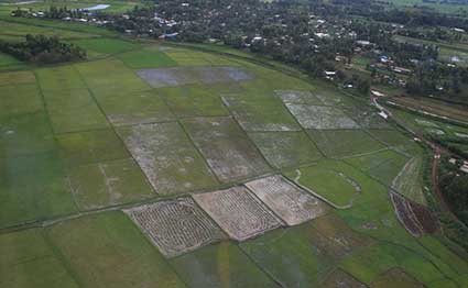 Mwea Rice Farmers Say Heavy Downpour A Relief For Their Crop